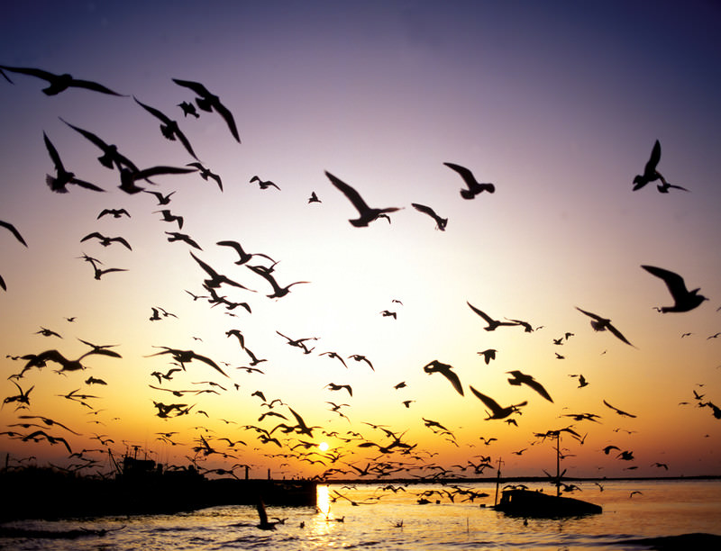 Enemies of Rest (and saying no to them) - Elizabeth Meeshim Hogsten